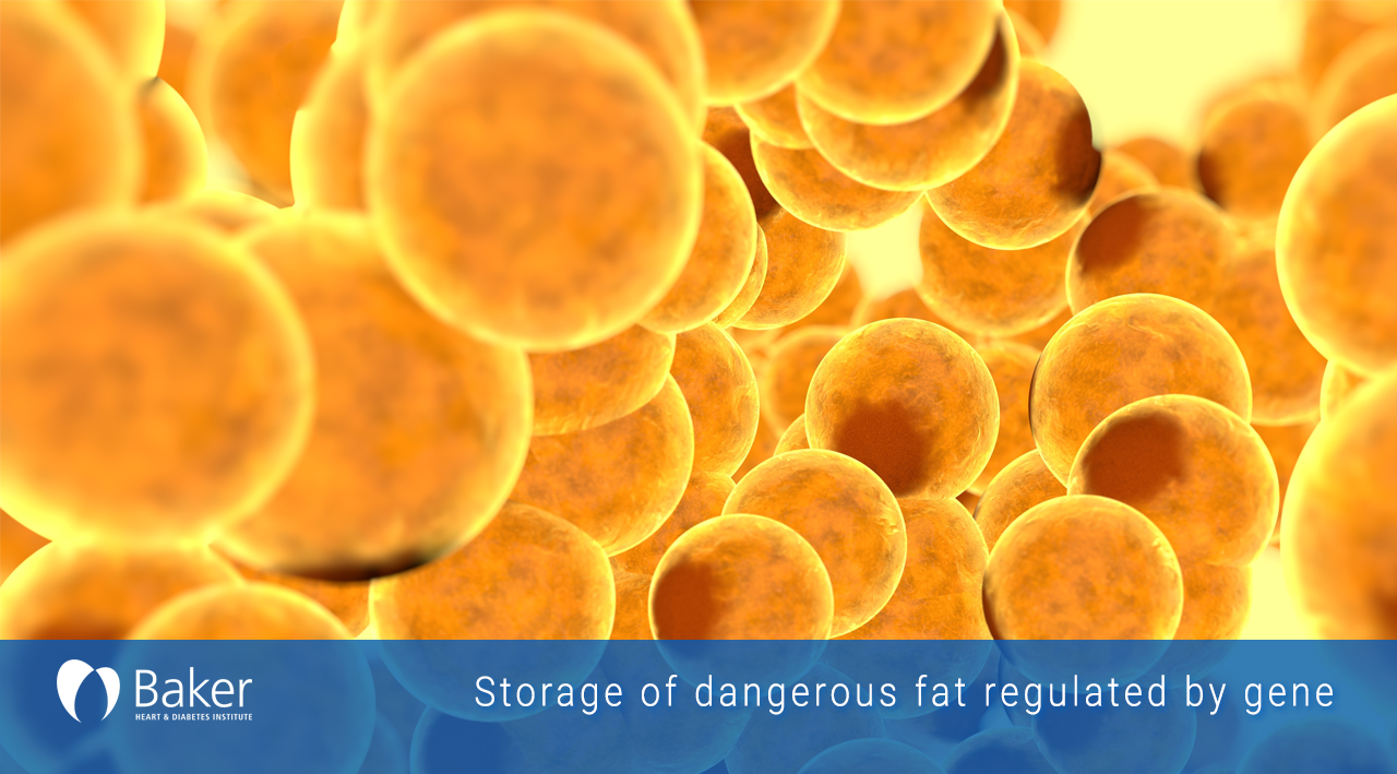 Identification of a gene that regulates storage of dangerous fat could ...