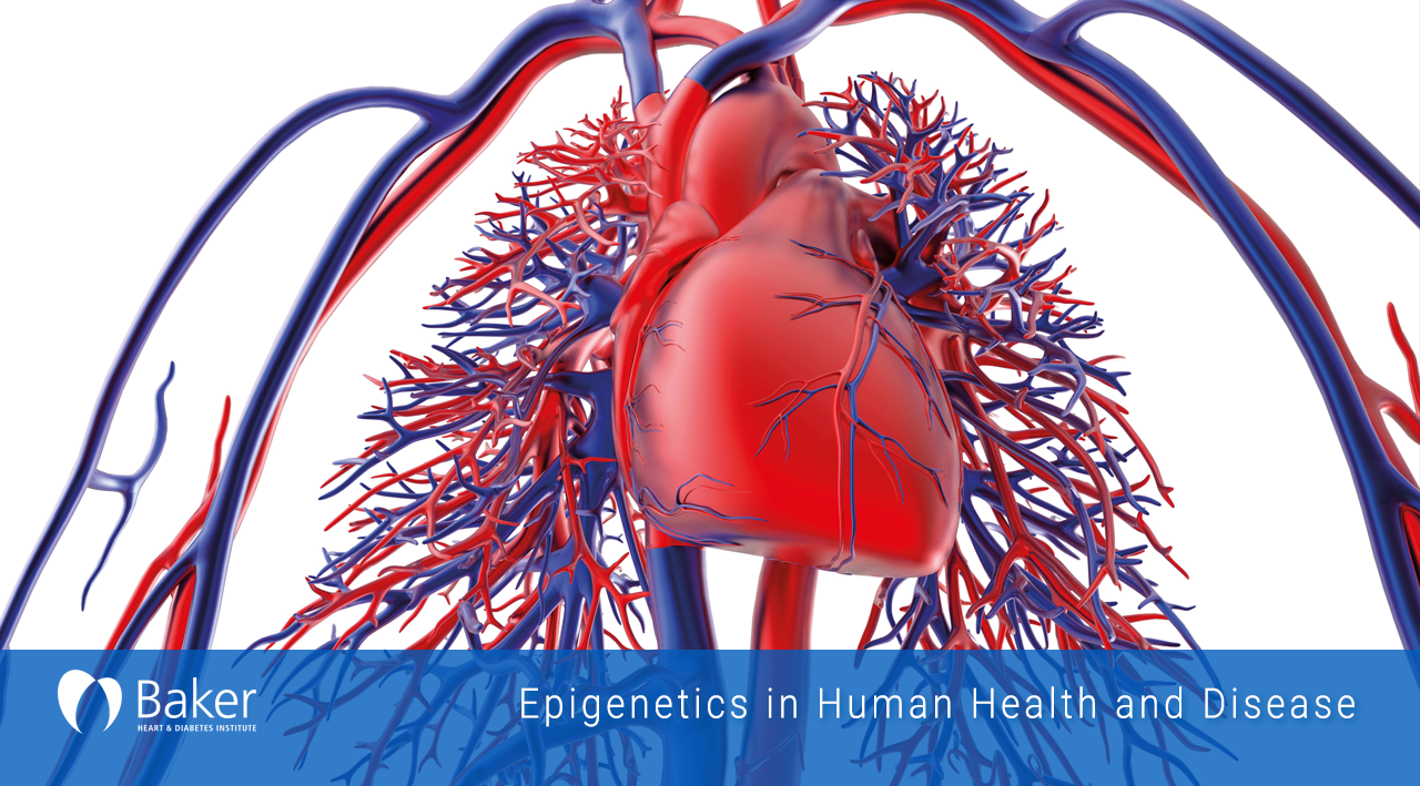Epigenetics in Human Health and Disease | Baker Heart and Diabetes ...